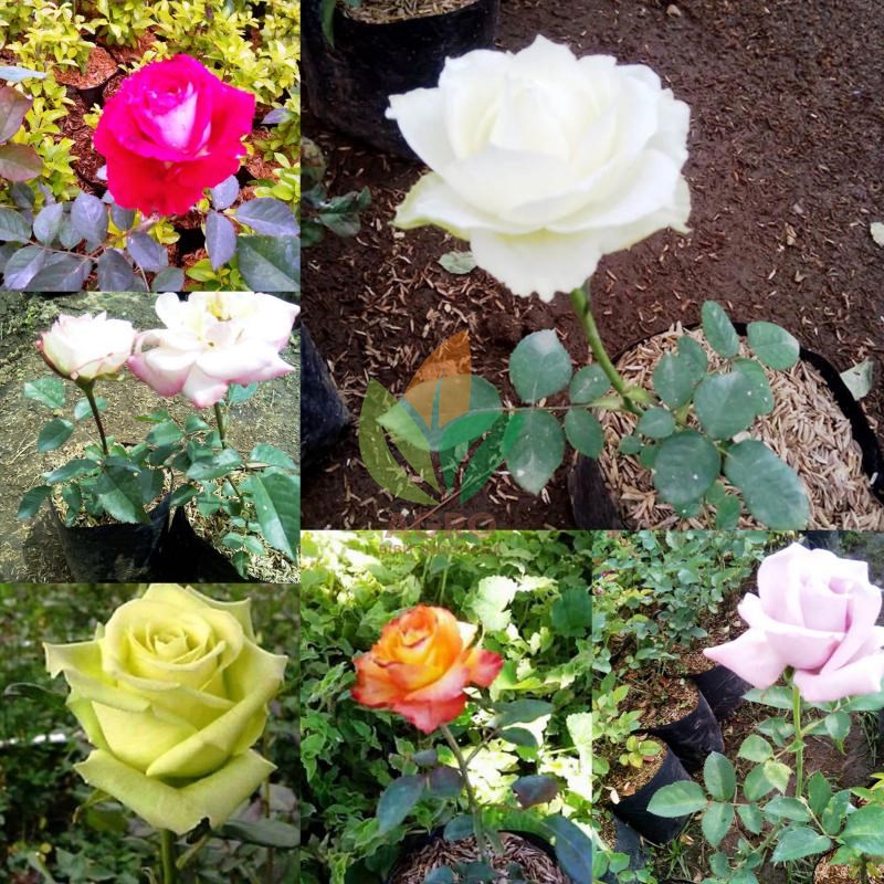 Fantastis 22+ Bunga Mawar Hitam Berasal Dari - Gambar Bunga Indah