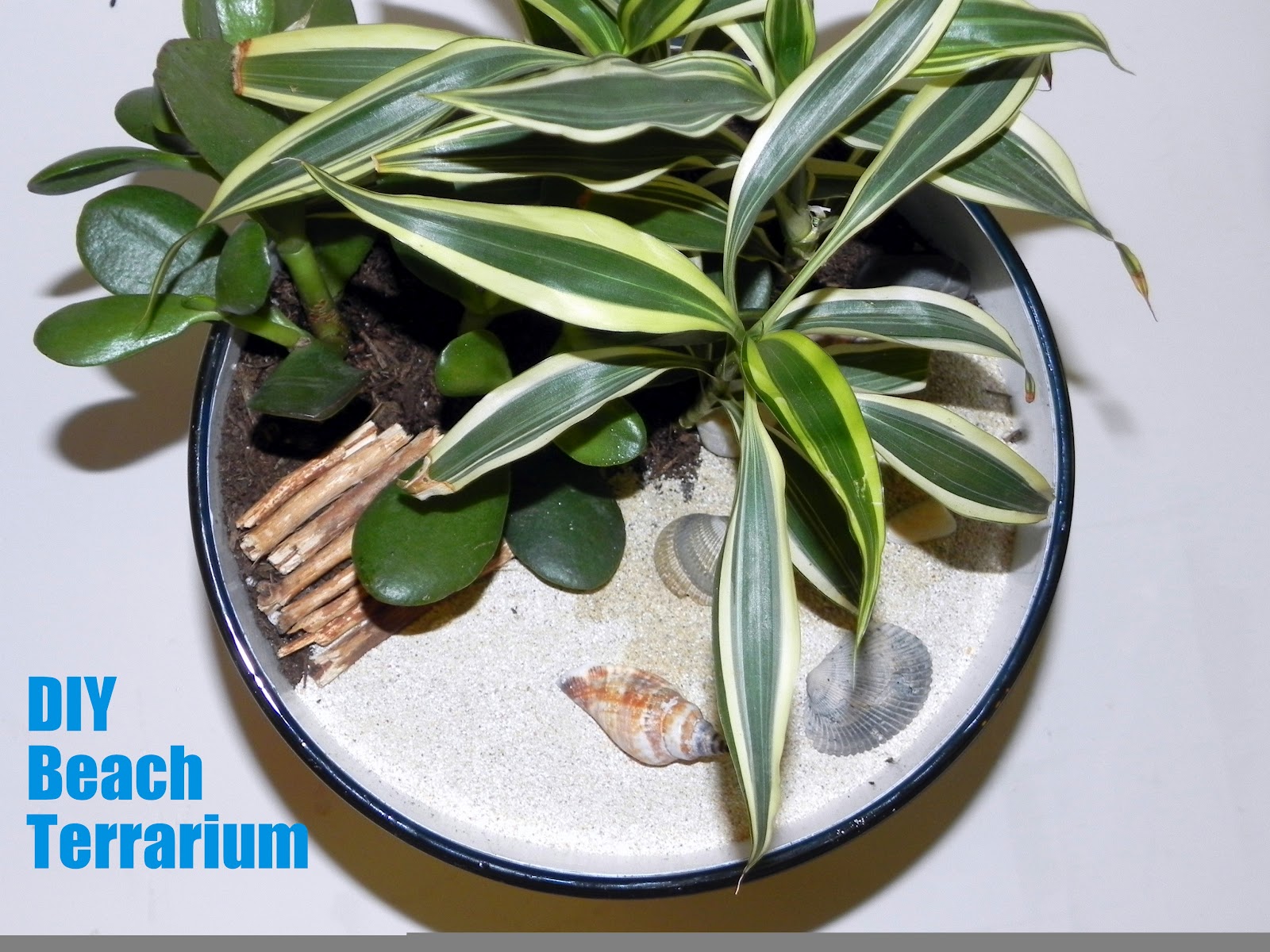 Smart n Snazzy: DIY Vignette ~ Beach Terrarium, Storage Tray, and ...