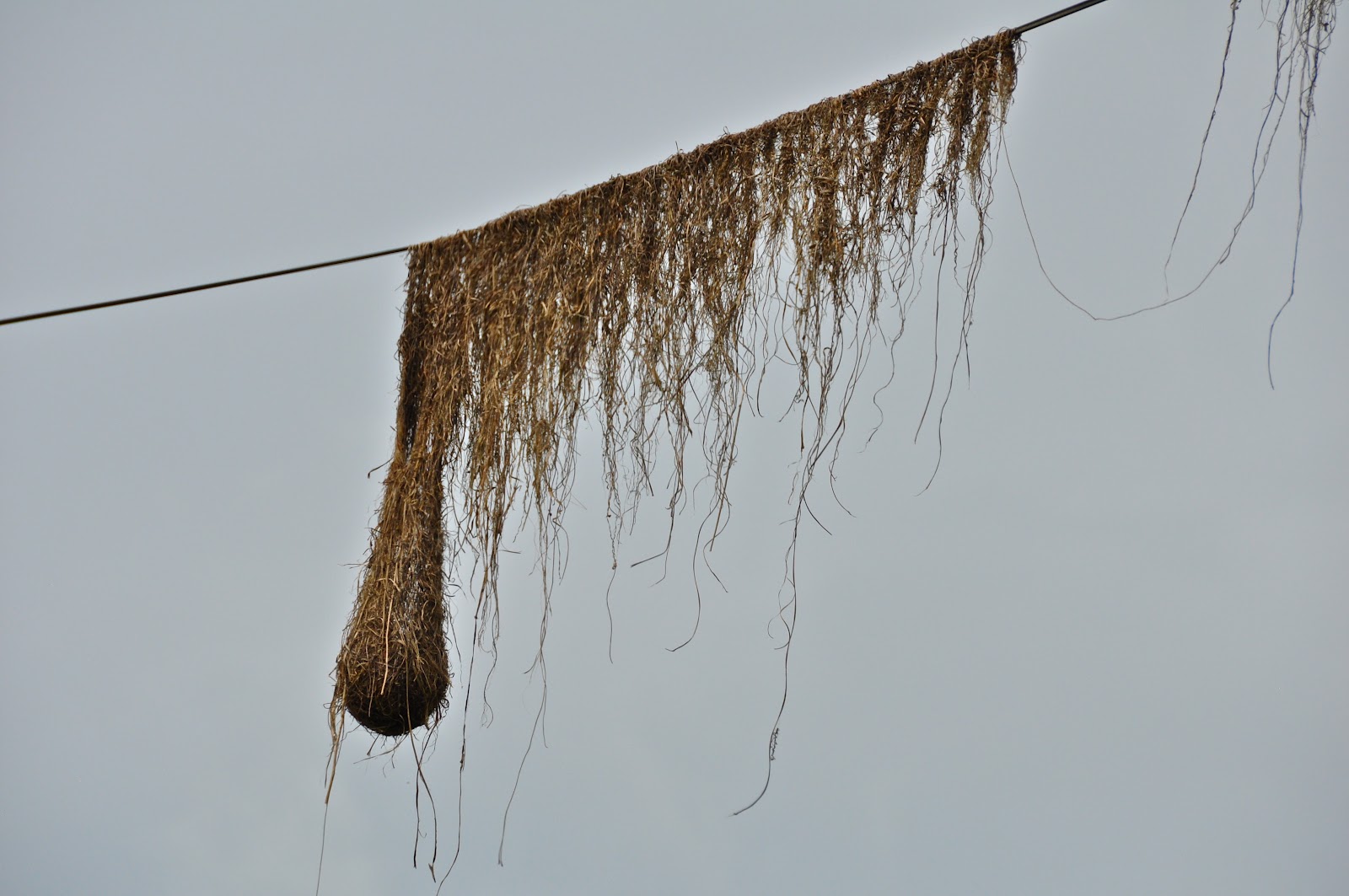 Tamarindo, Costa Rica Daily Photo: Close up of hanging Montezuma ...