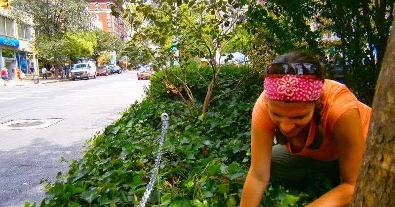 Biodiversity Science: Ants of Manhattan