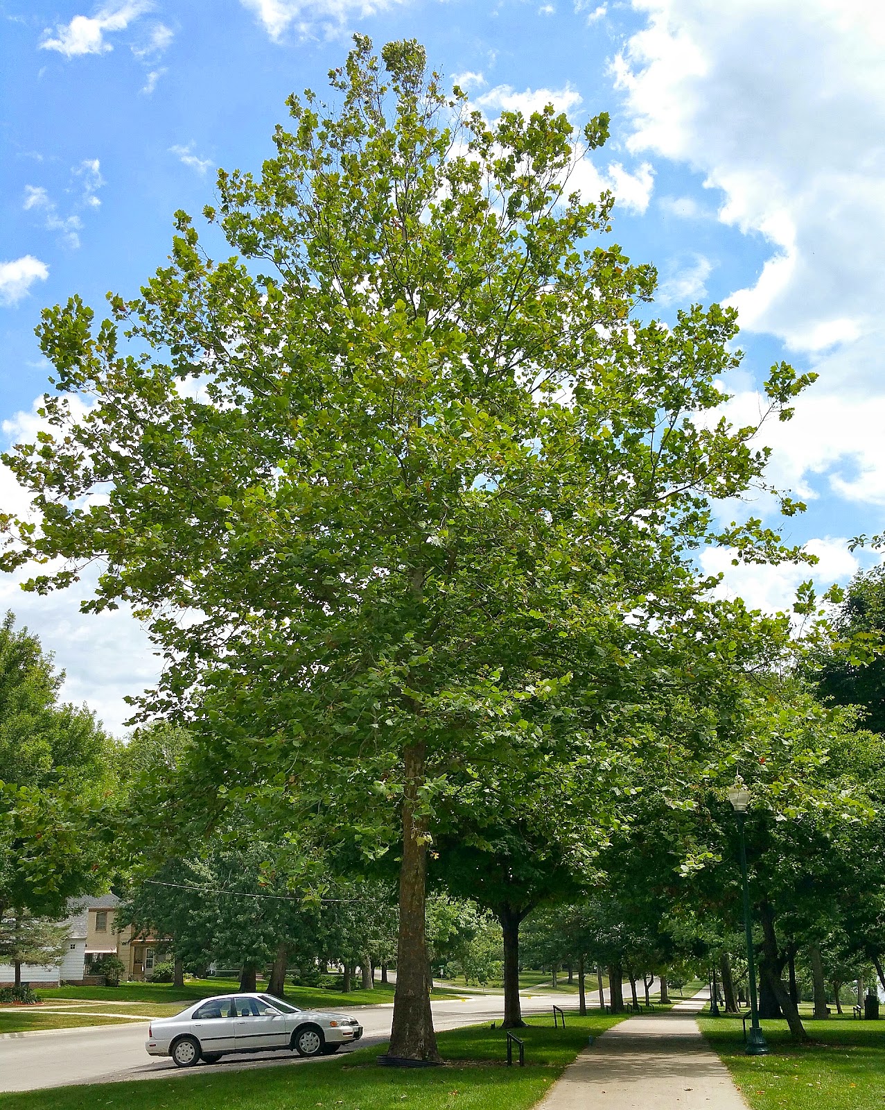 History and Culture by Bicycle: Storm Lake, Iowa: Living Heritage Tree ...