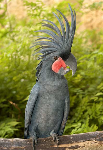 El ojo del buitre: Aves - Cacatúa de las Palmas (Probosciger aterrimus)