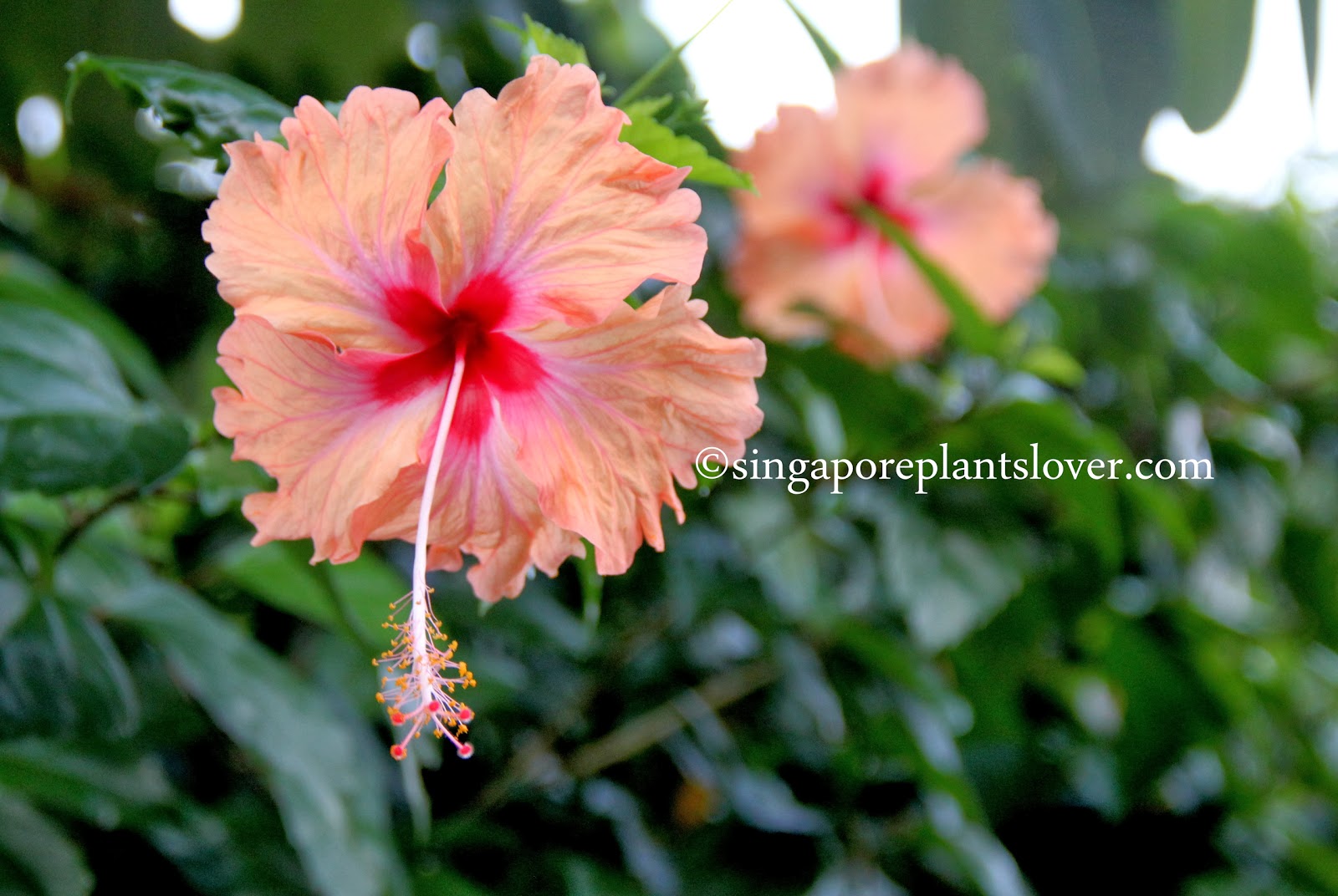 Where To Buy Hibiscus Flowers In Singapore at Gregory Butcher blog