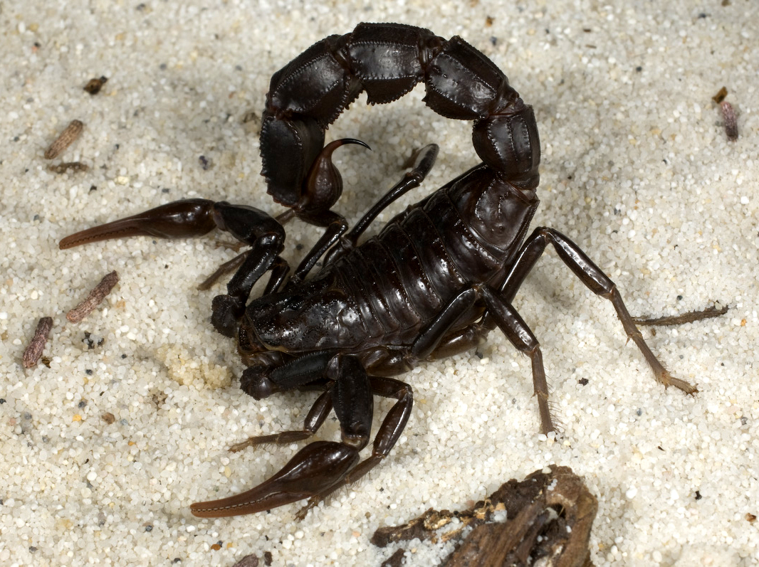 Mengenal Jenis Kalajengking dan Cara Penanganan Jika Kamu Disengat ...