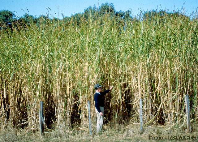 Major Thomas Foolery's War Room: Elephant Grass