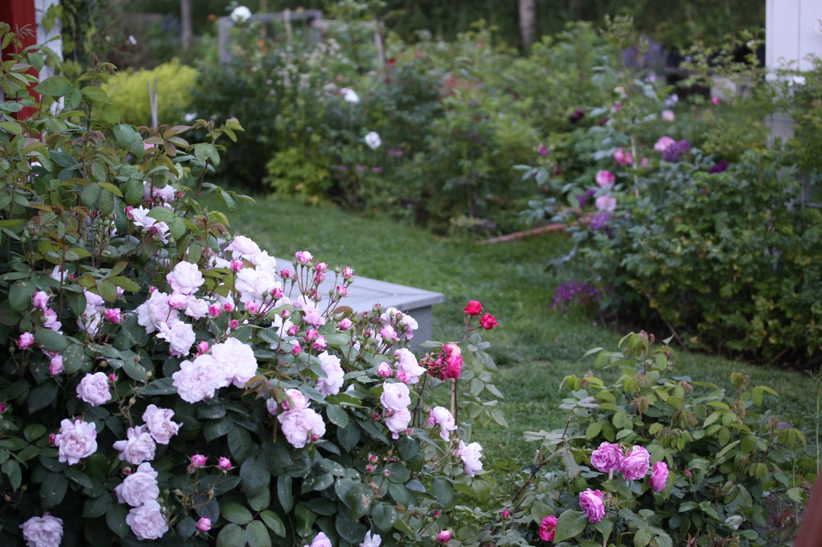 VÅRLI : Rosene i hagen