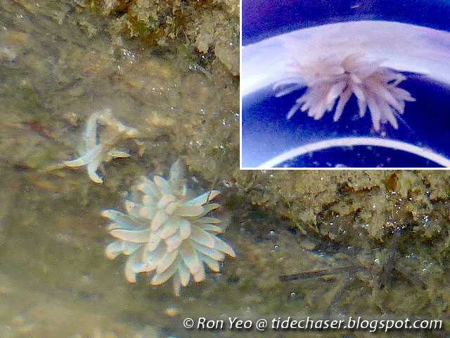 tHE tiDE cHAsER: Nudibranchs (Phylum Mollusca: Clade Nudibranchia) of ...