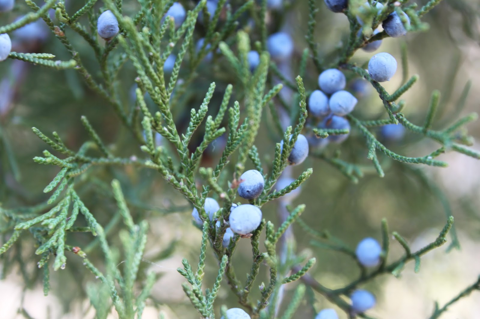Centenary College Arboretum: Tree of the Week: Eastern Red Cedar ...