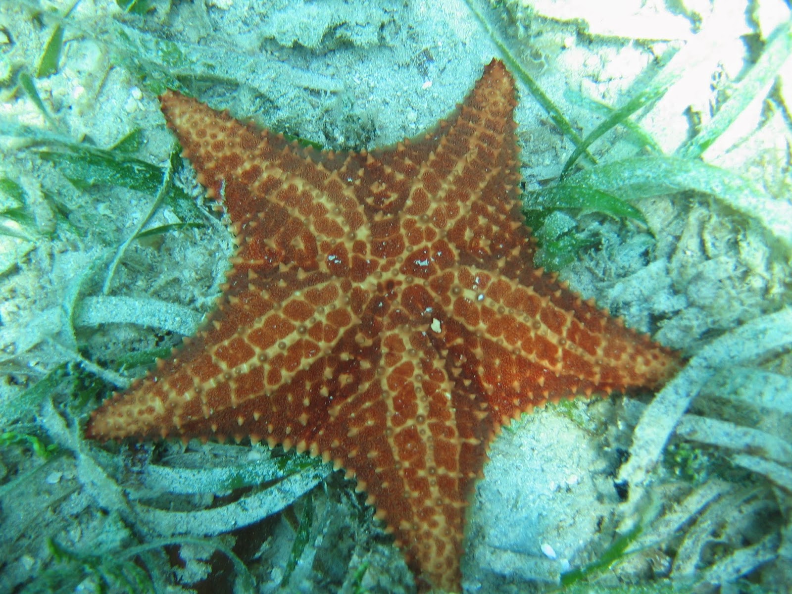 The Echinoblog: 5 NEAT things about the Caribbean/Tropical Atlantic ...
