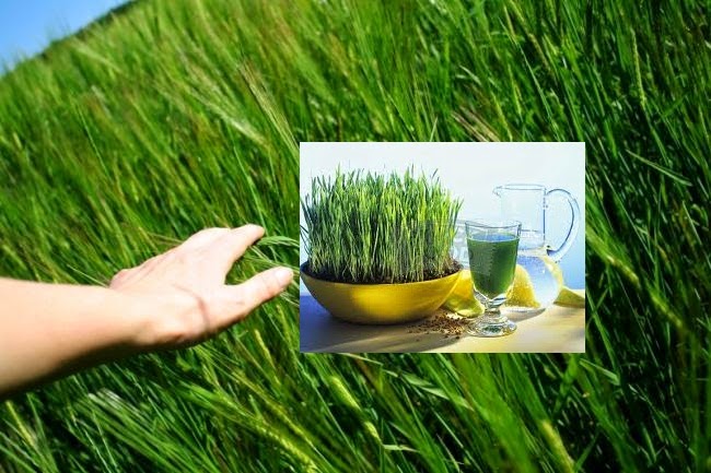 Sfaturi pentru o viata sanatoasa !!: Vă prezentăm cura cu suc de grâu ...