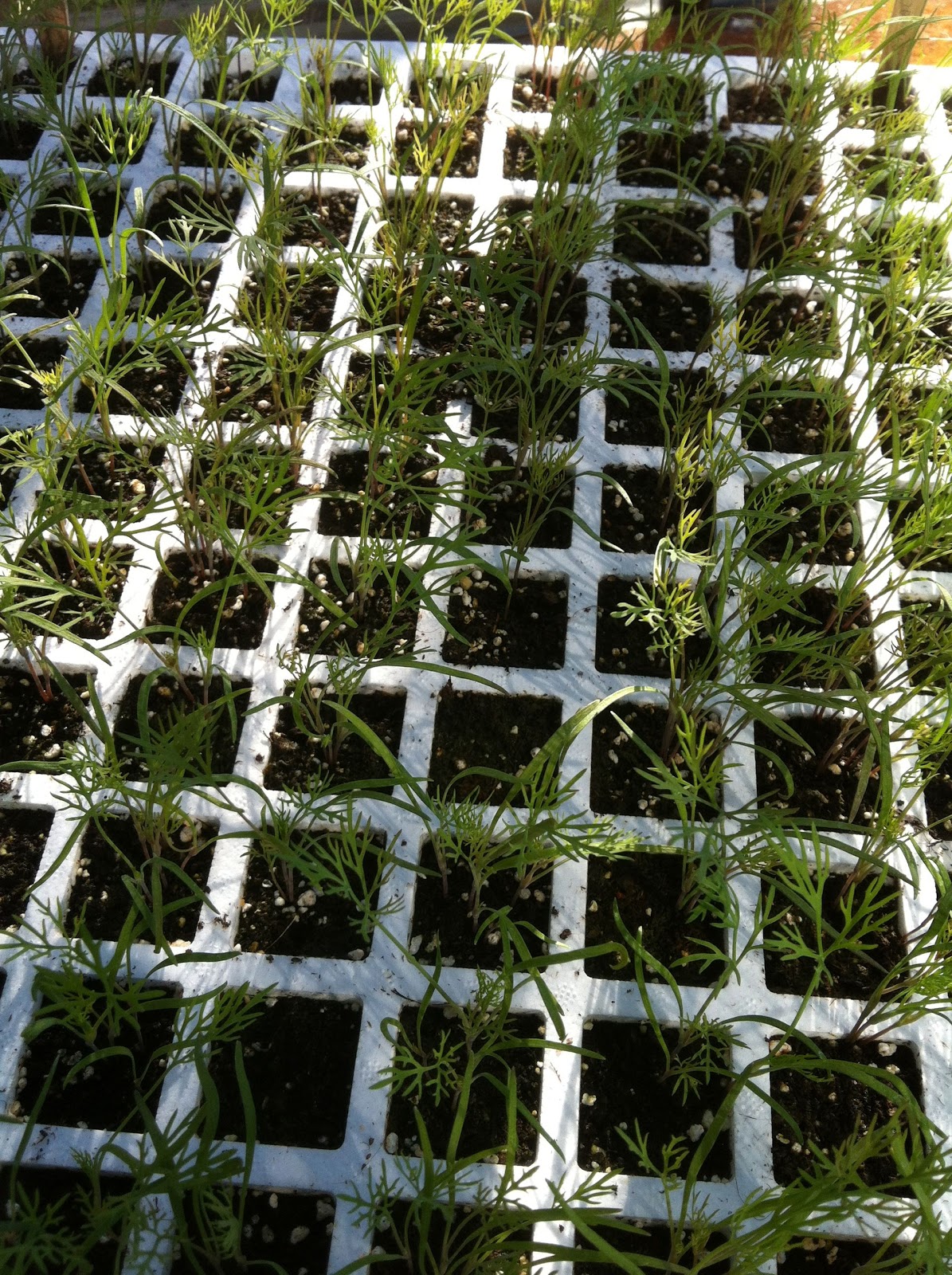 casa rural Pecci: Semilleros.