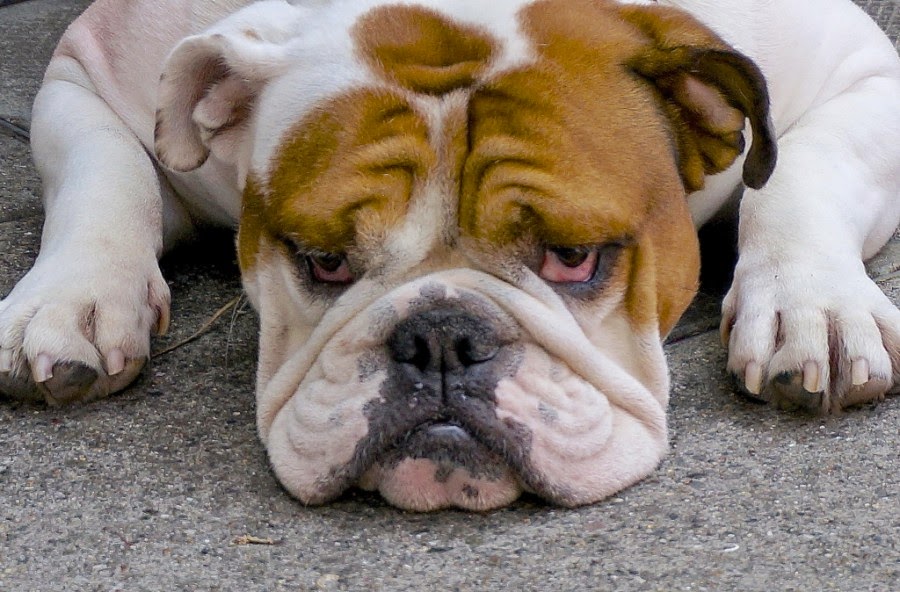18 Of the Most Adorable Wrinkled Dogs | The Stuff Makes Me Happy