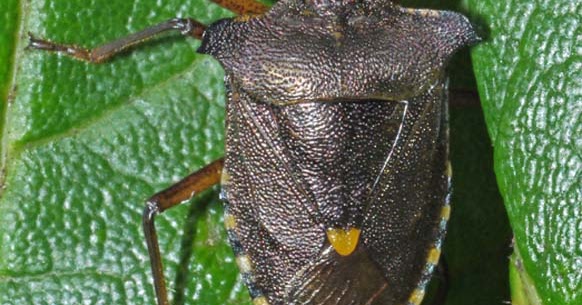 CABINET OF CURIOSITIES: Shield bug