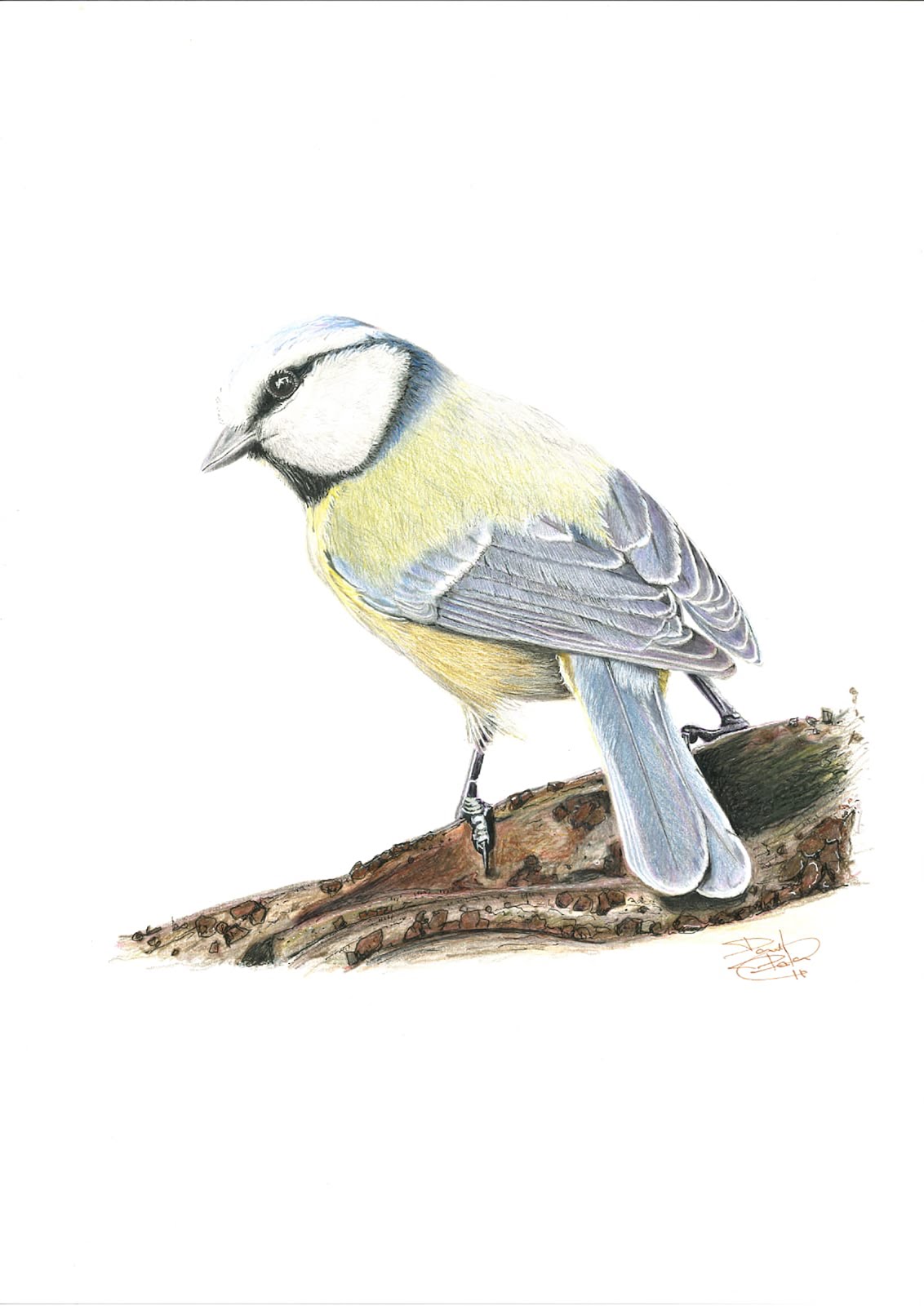 David Pala Caballero - Herrerillo común (Cyanistes caeruleus)