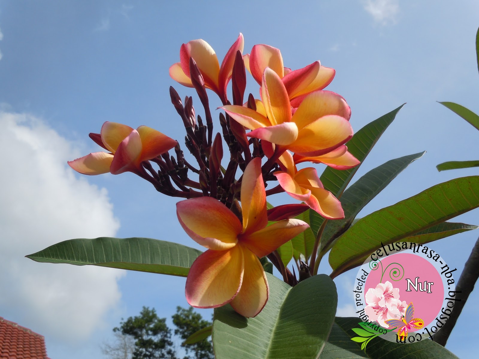 Cetusan Rasa: Bunga Kemboja Milik Bonda