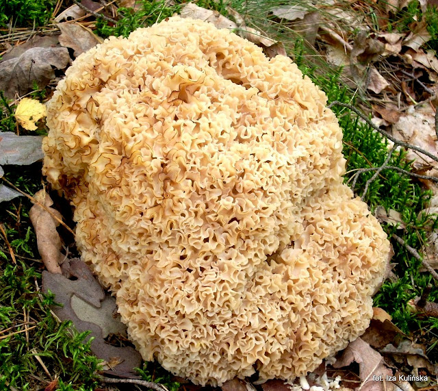 Siedzuń vel szmaciak | Smaczna Pyza