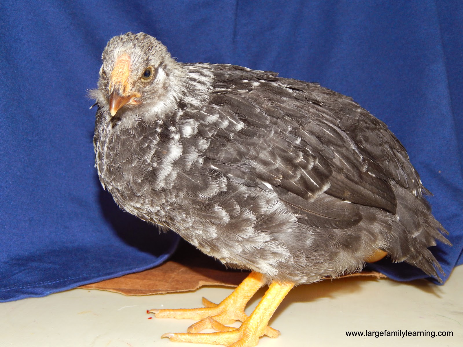 Large Family Learning : Raising Baby Chicks: 5 Weeks Old