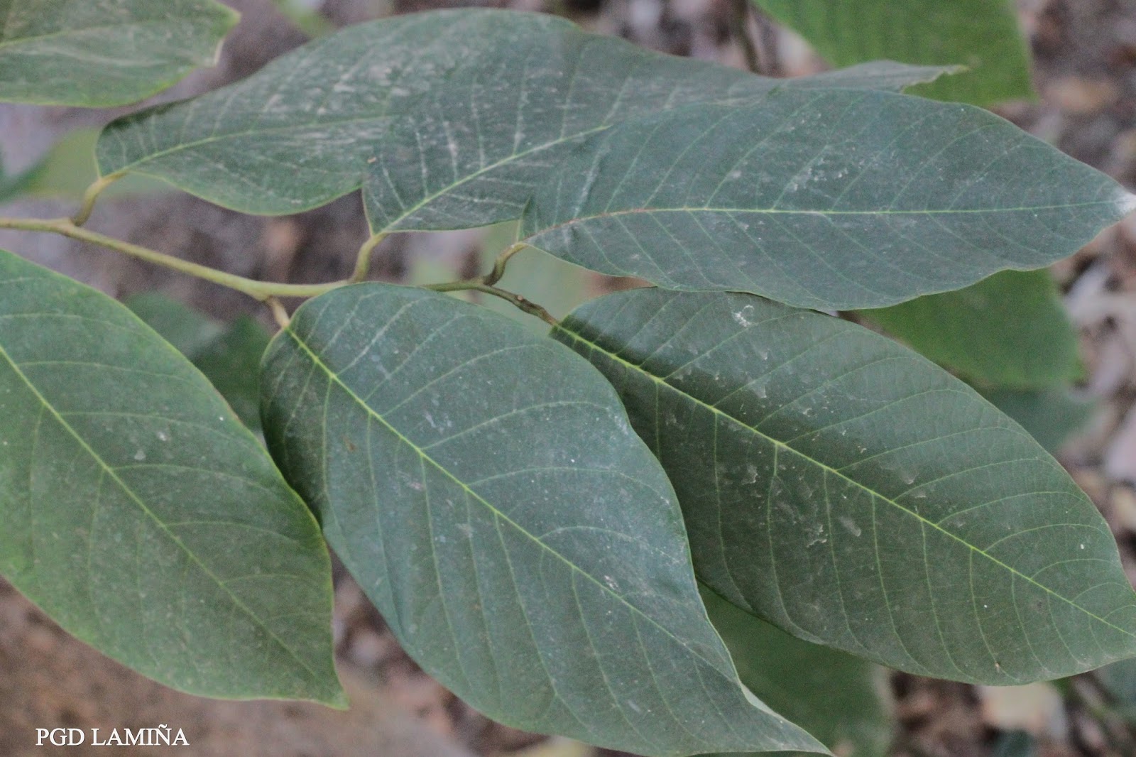 ANNONA CHERIMOLA. chirimoya o chirimoyo.