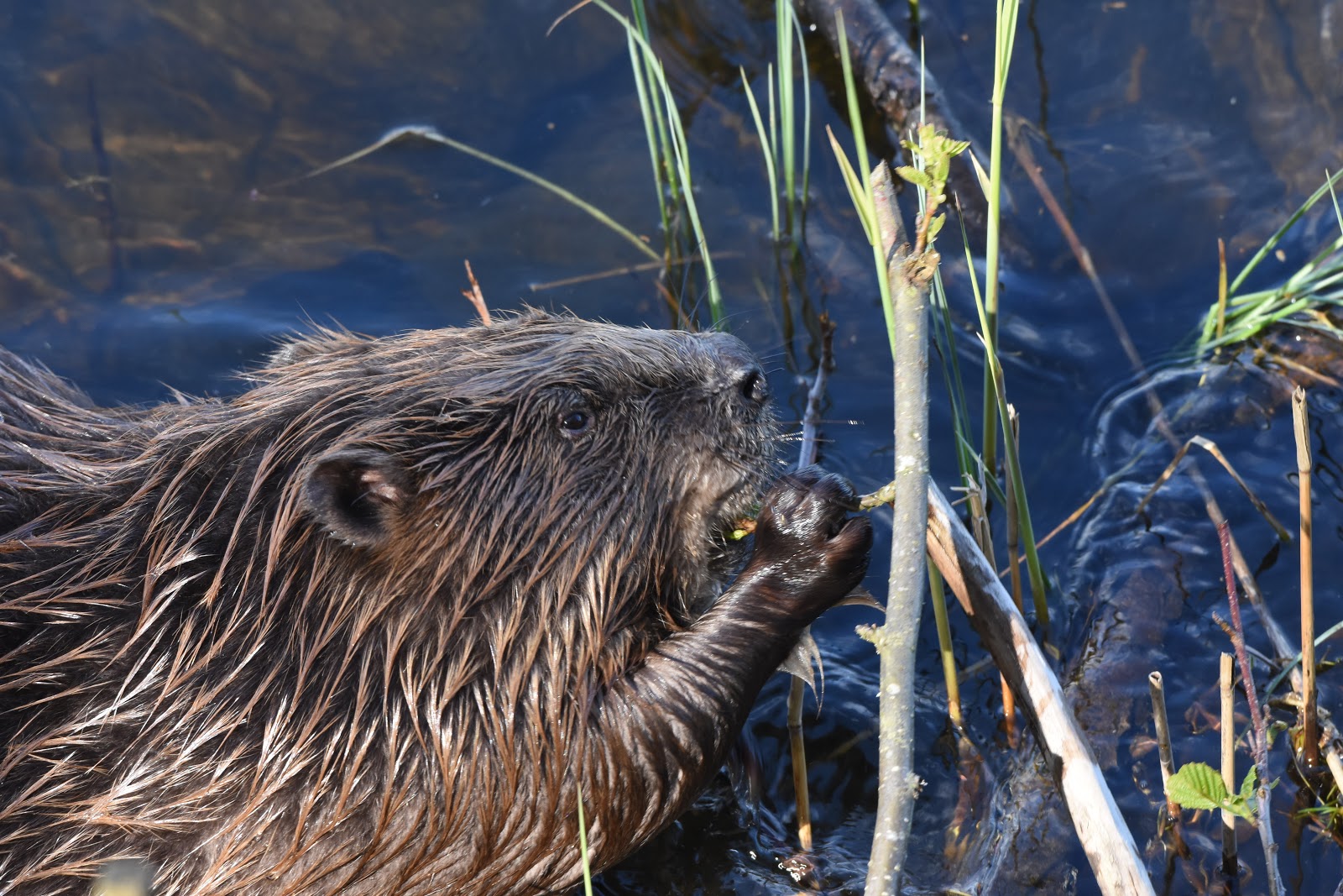 Andrew Robin photography.: Beaver. (Photographed in Scotland.)