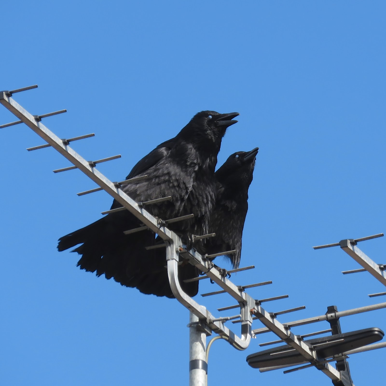 The Rattling Crow: Carrion Crow cawing display