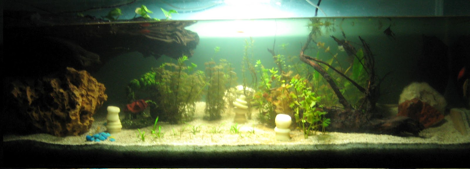 My Fresh Water Aquarium - Natural Planted Tank (Walstad Method ...
