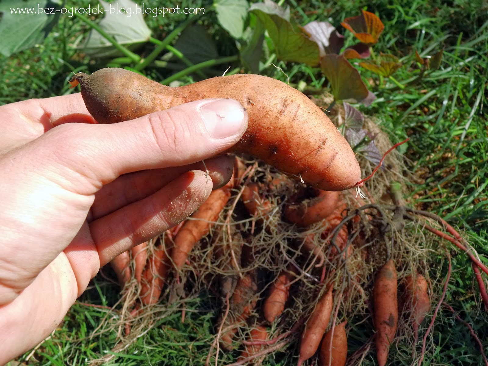 Bataty pataty, słodkie klimaty | BEZ OGRÓDEK | blog ogrodniczy