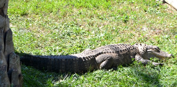 A Cook and Her Books: Alabama Gulf Coast Zoo (Field Trip)