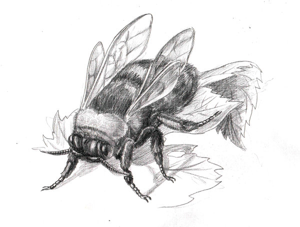 Animales fantásticos de la A a la Z [Fantastic Beasts and Where to Find ...