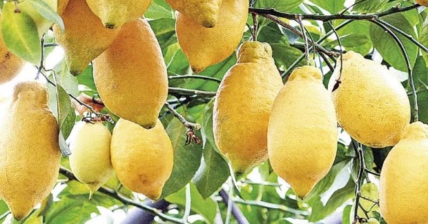 Proizvedite sami sadnice agruma: Kalem na slovo “t” - Čarolija stvaranja