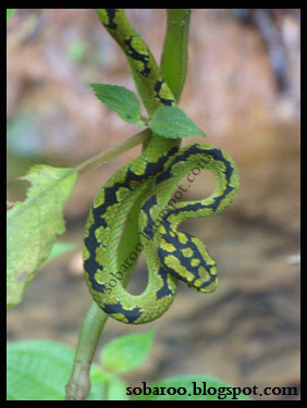 සොබා රූ: සිංහරාජය රස වින්දෙමි... Part II