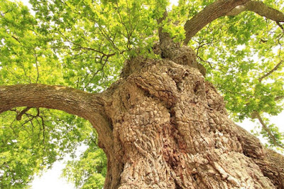 Land of the Fae: French Ley Lines, Melusine and the Spring of Barenton