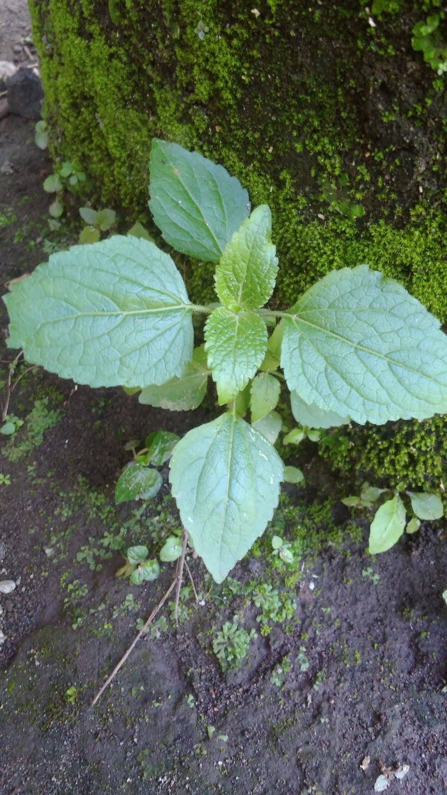 Informasi Tanaman Bandotan/ Wedusan - SainsKomputer