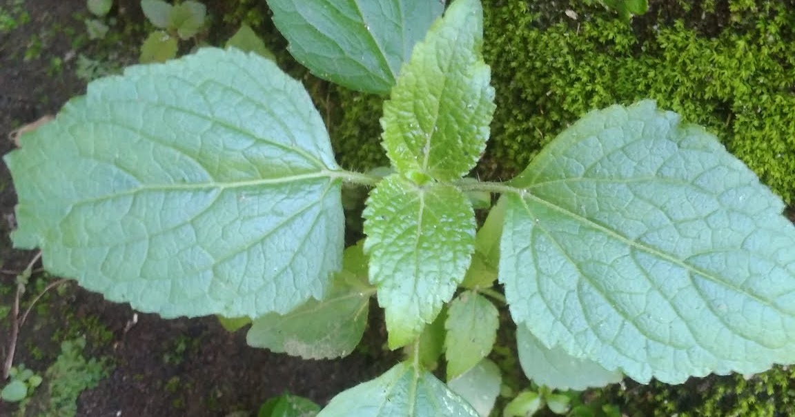 Informasi Tanaman Bandotan/ Wedusan - SainsKomputer