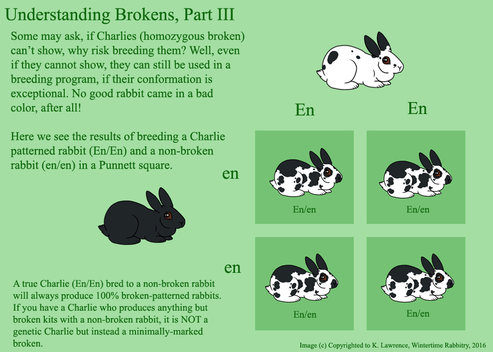 Rabbit Genetics And Musings: Cheat Sheets: Understanding the Broken ...