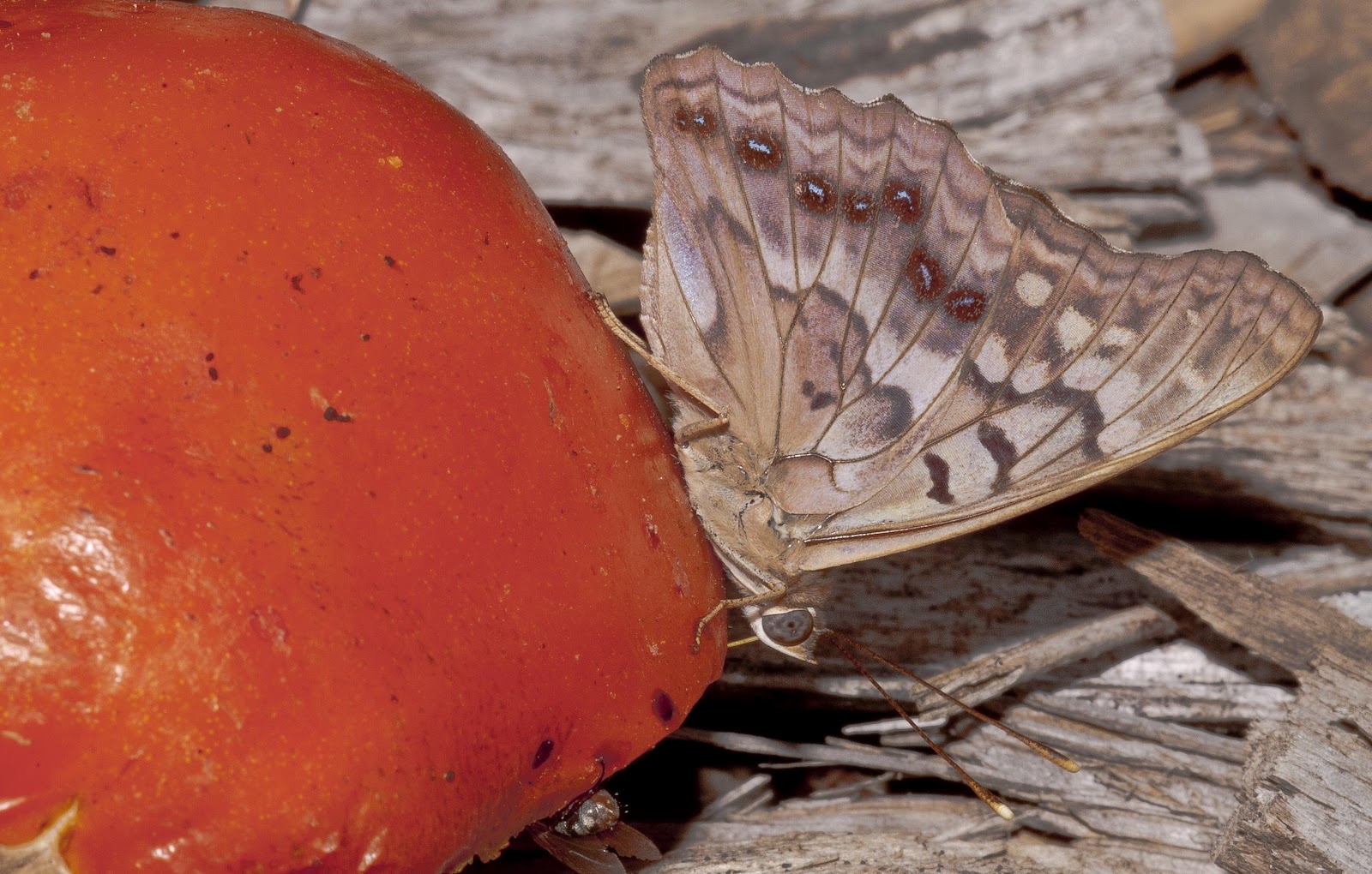 Kentucky Native Plant and Wildlife: Creating a butterfly buffet with ...