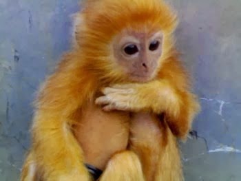 Faceblogisra: GOLDEN LUTONG EMAS kera monyet beruk