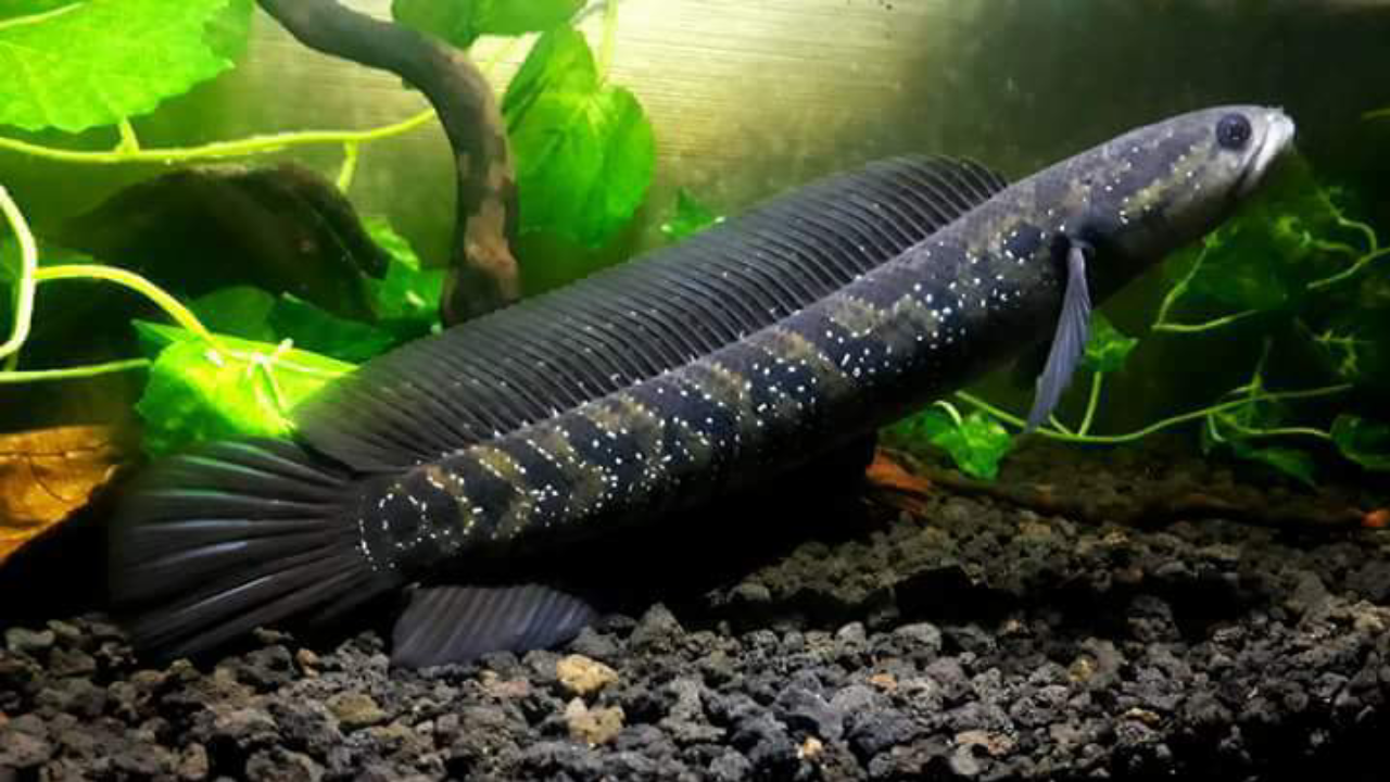 Mahamaya Hiko: Channa asiatica part 2 (breeding channa asiatica,Bandung)