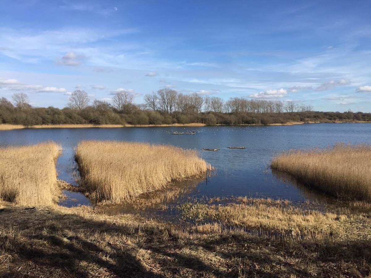 Black Audi Birding: A Biffin at Calvert 7th March 2017