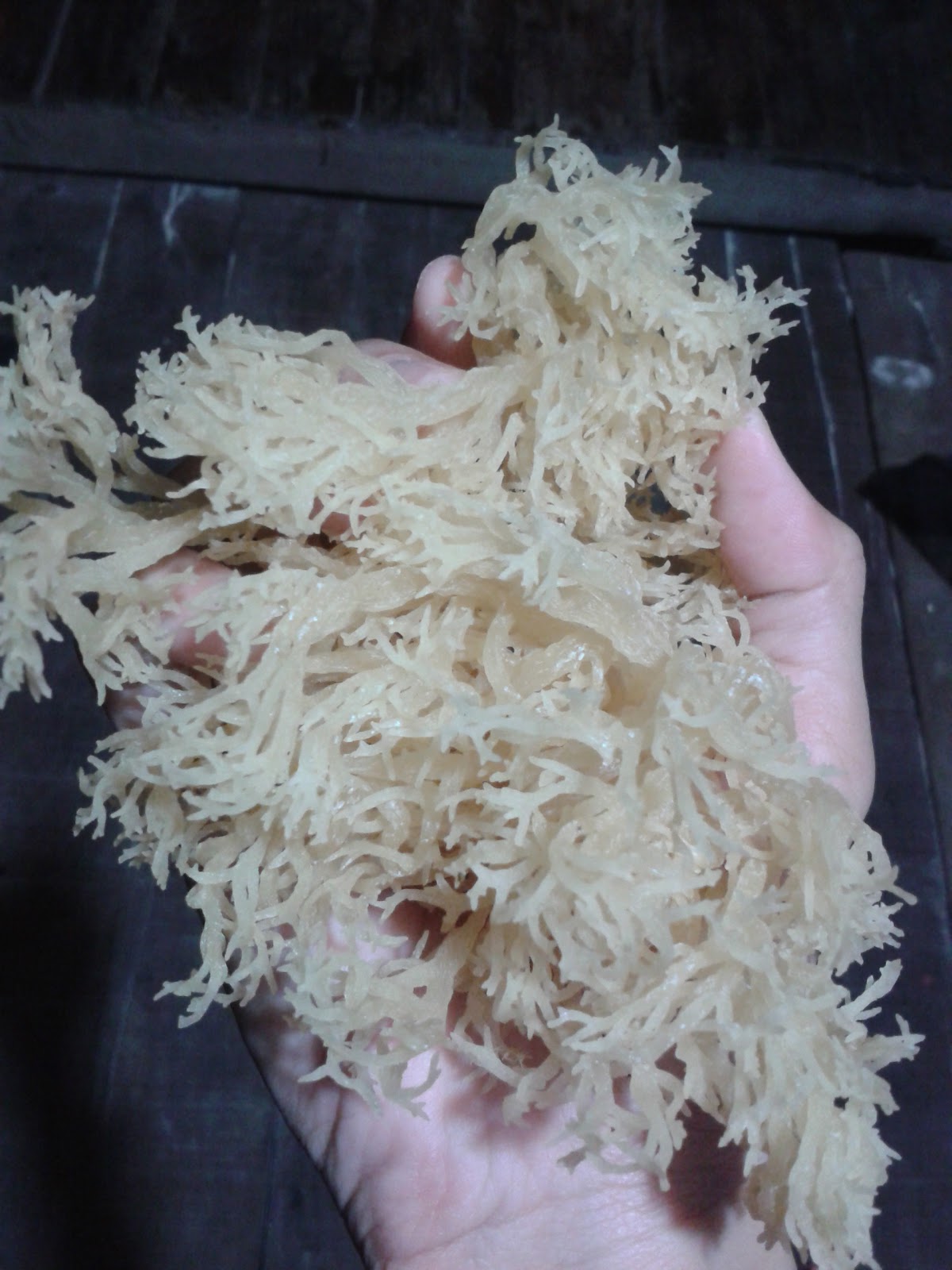 Pembekal Rumpai Laut Kering & Hasil-Hasil Laut