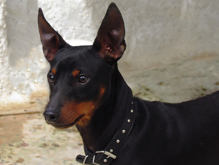 Ο Κόσμος των Ζώων - Pet World [PW]: Pincher - Πίντσερ