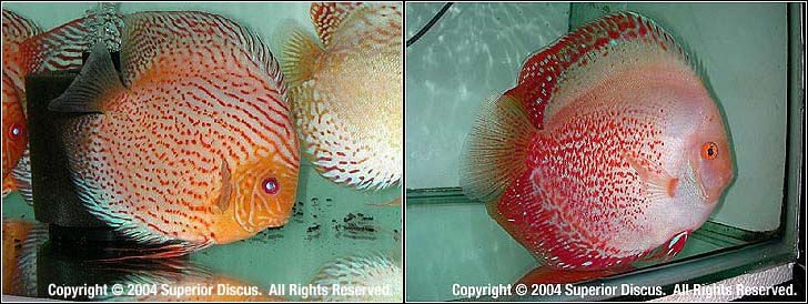Discus: Discus Information