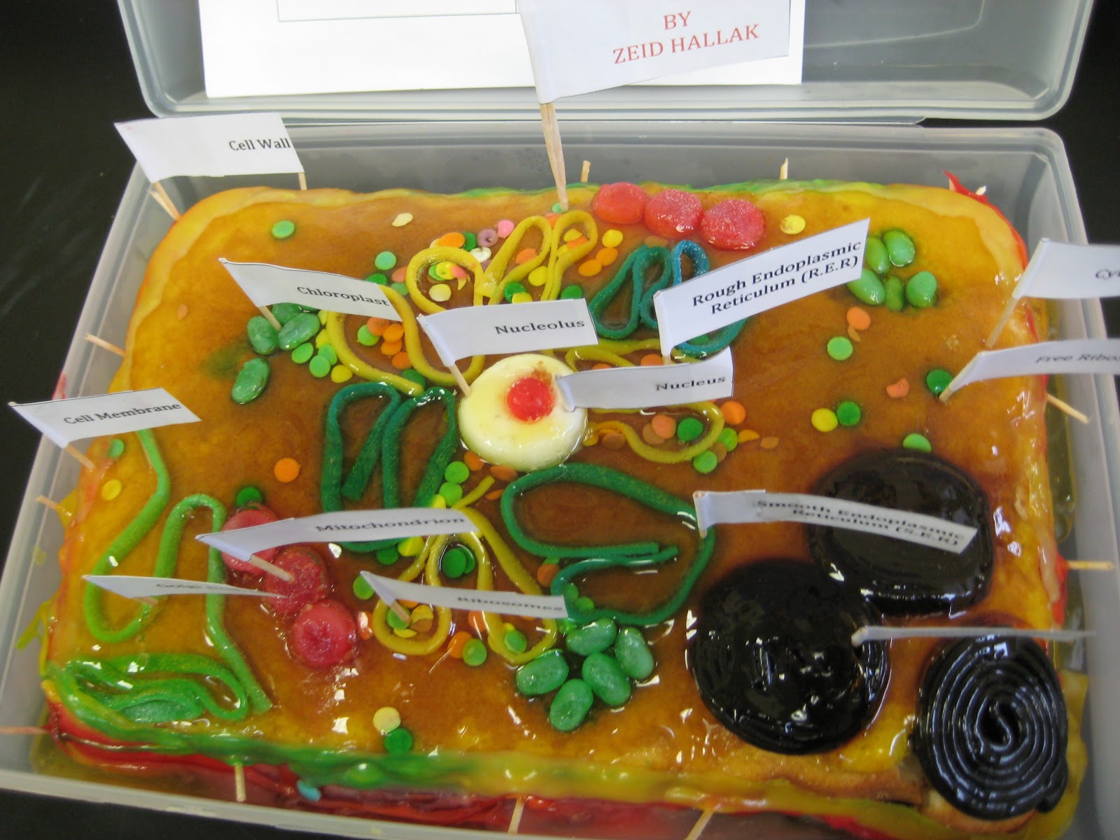Miss Kim's Class College Prep: Grade 7 Edible Cell Presentation
