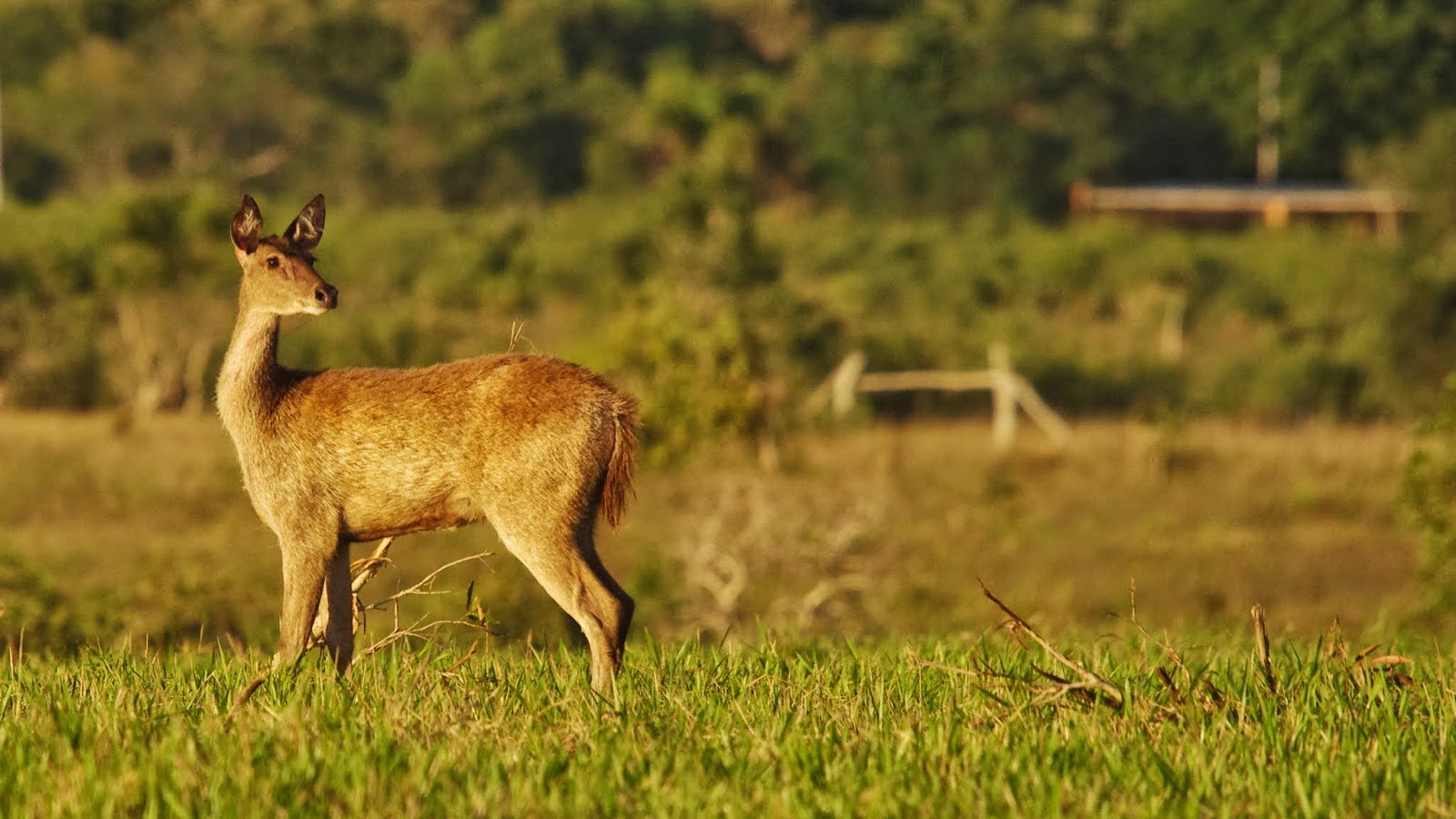 Crançot Nature: L'histoire complexe du Cerf rusa en Nouvelle-Calédonie