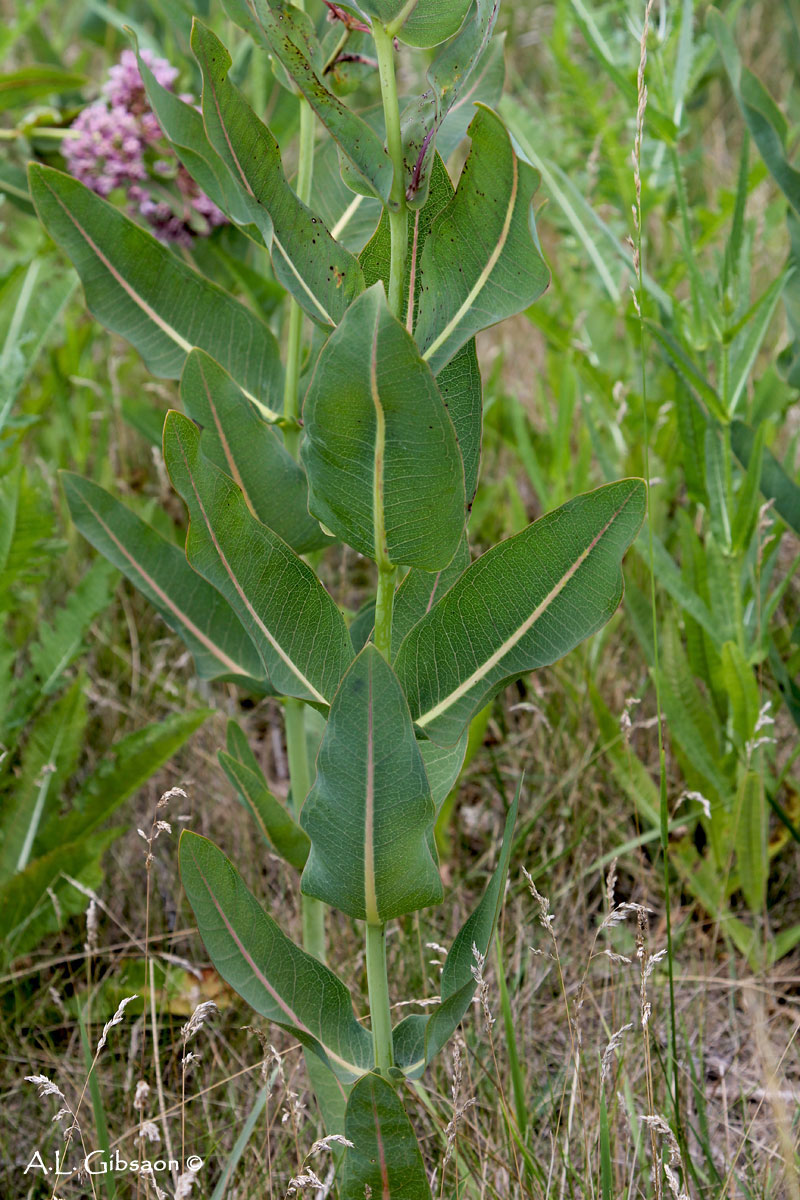 The Buckeye Botanist: A Guide to the Milkweeds of Ohio
