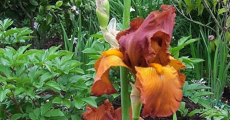 Tall Bearded Iris 'MAPLE TREAT' ~ HERITAGE IRISES