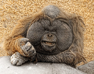 Funny fat monkey pictures |Funny Animal