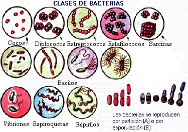 Morfología Bacteriana: MORFOLOGÍA Microscópica