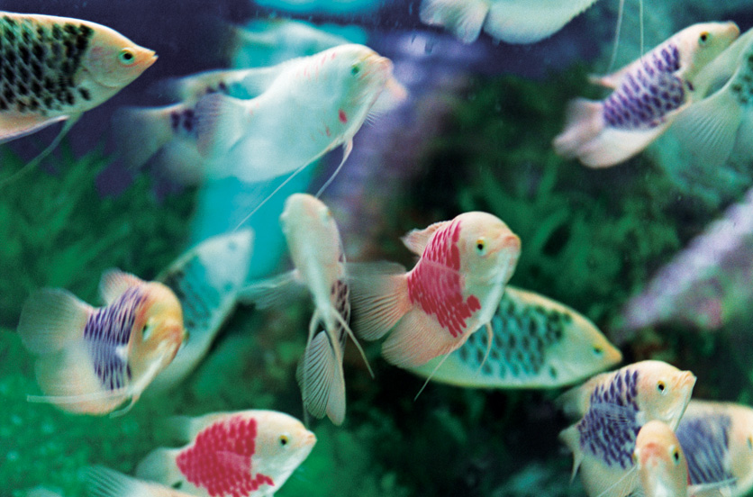 Mika Ninagawa: Color is Life