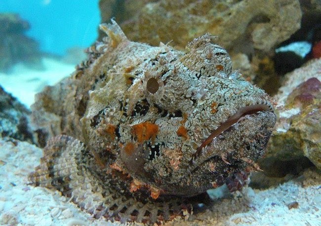 Samudera Pengetahuan: IKAN BATU ( STONEFISH)