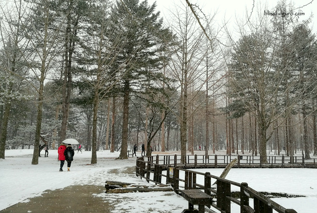 South Korea: Nami Island and Garden of Morning Calm Winter Wonderland ...